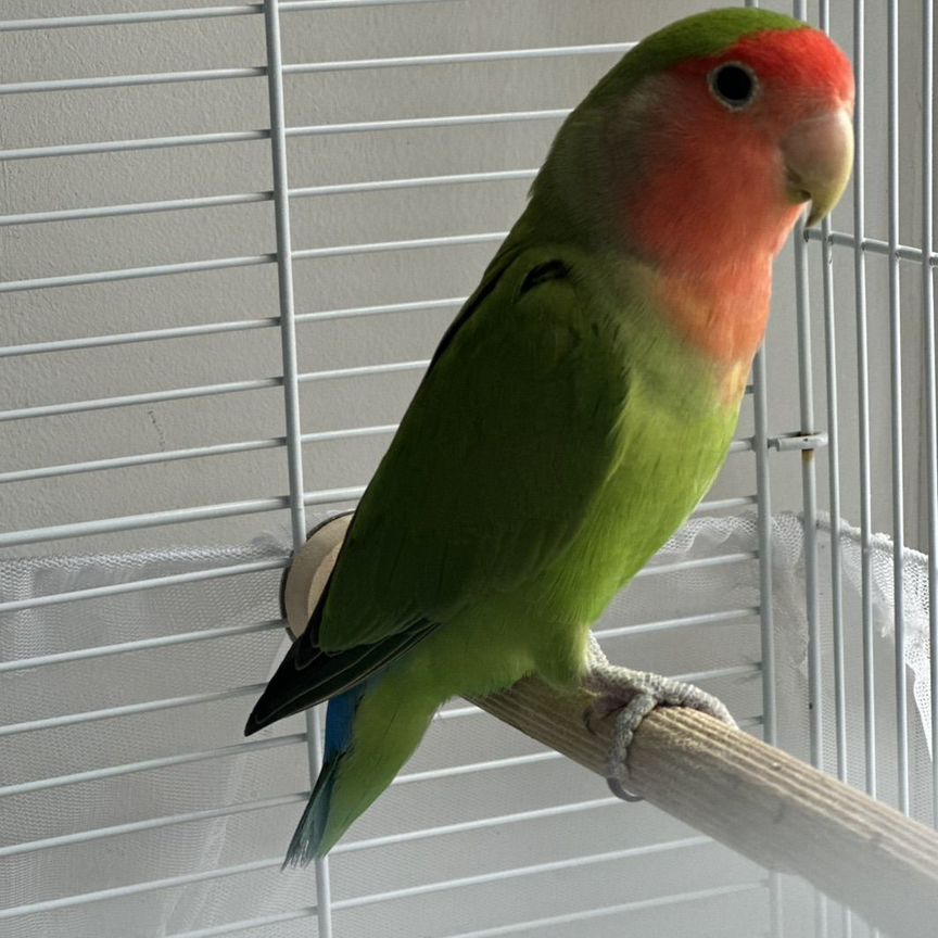 Попугаи неразлучники