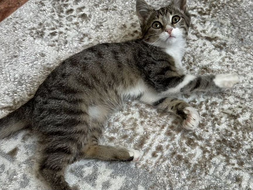 Котёнок девочка Кира, 3 месяца