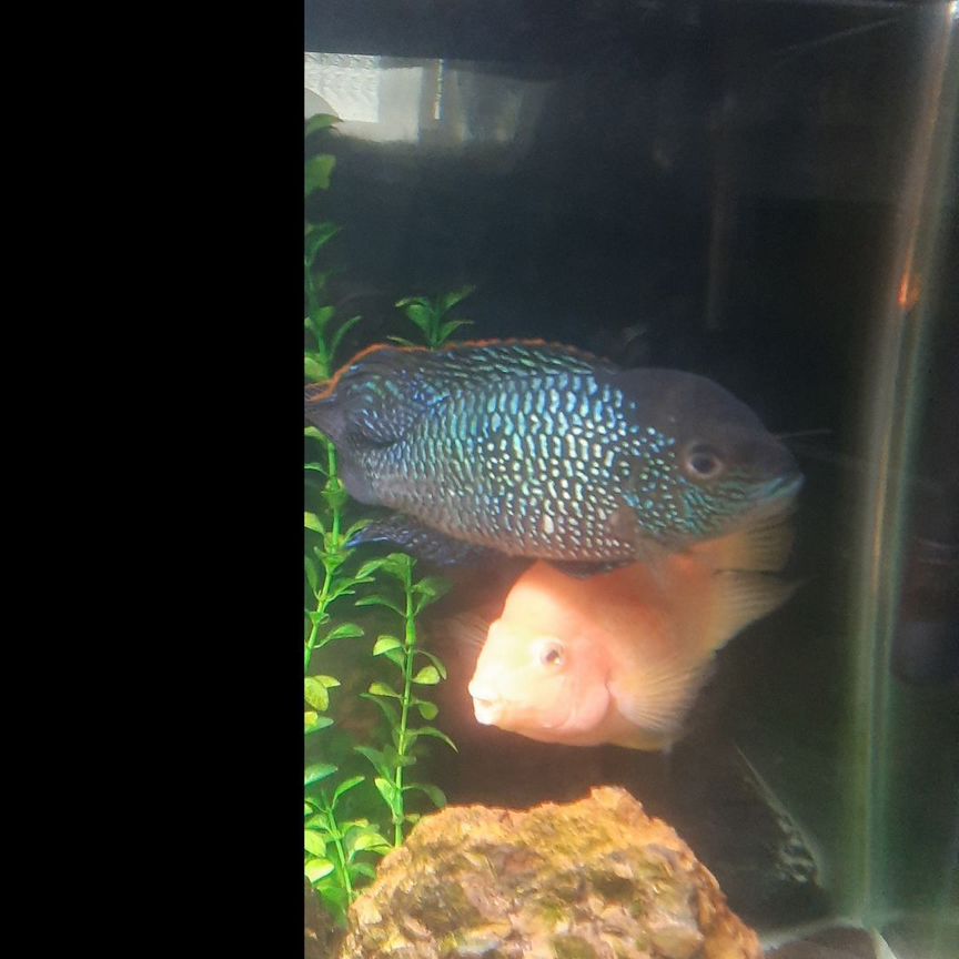 Рыба аквариумная