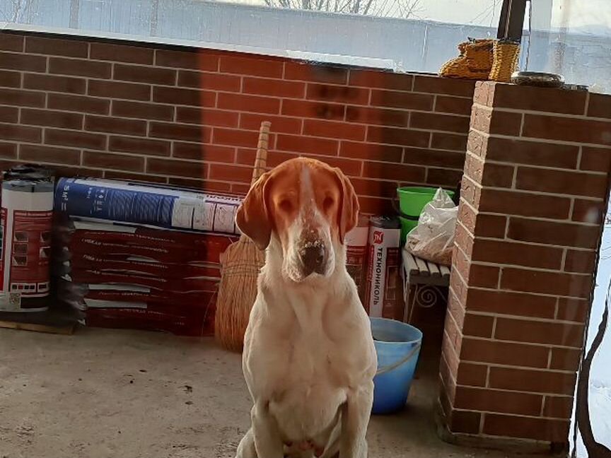 Найдена собака русская гончая