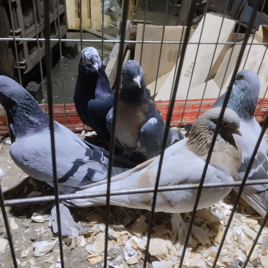 Голуби узбекские Бакинский