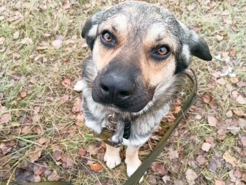 Небольшой ласковый пёсик ищет дом