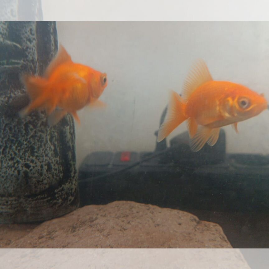 Золотые рыбки