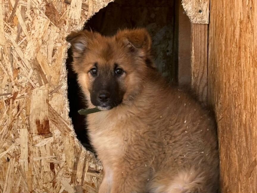 Грустная история одной щенульки. Давайте спасать
