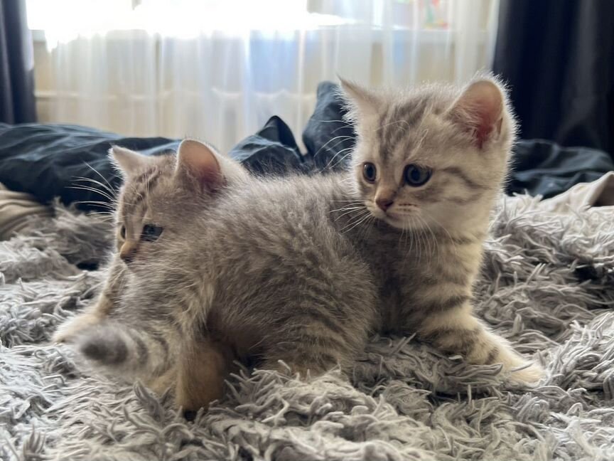 Британская кошка