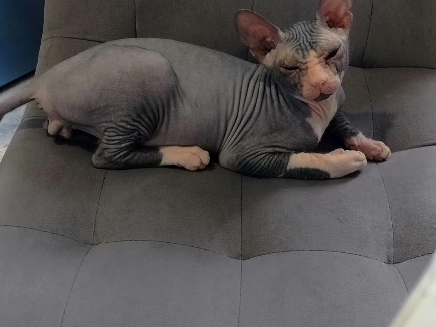 Котенок донского сфинкса
