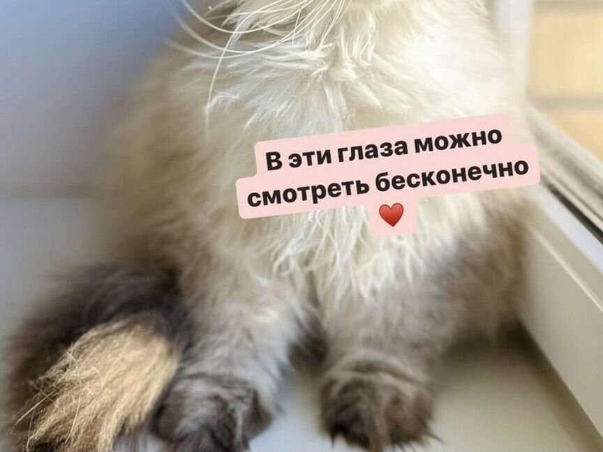 Британский длинношерстный кот линкс поинт