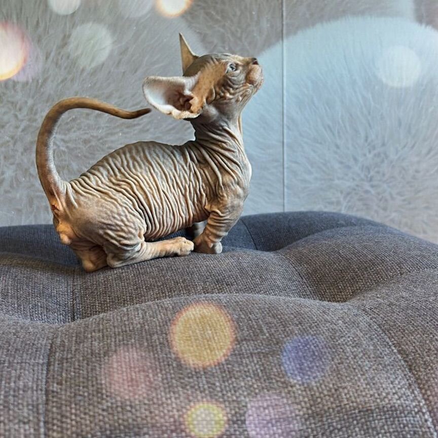 Канадский сфинкс котёнок