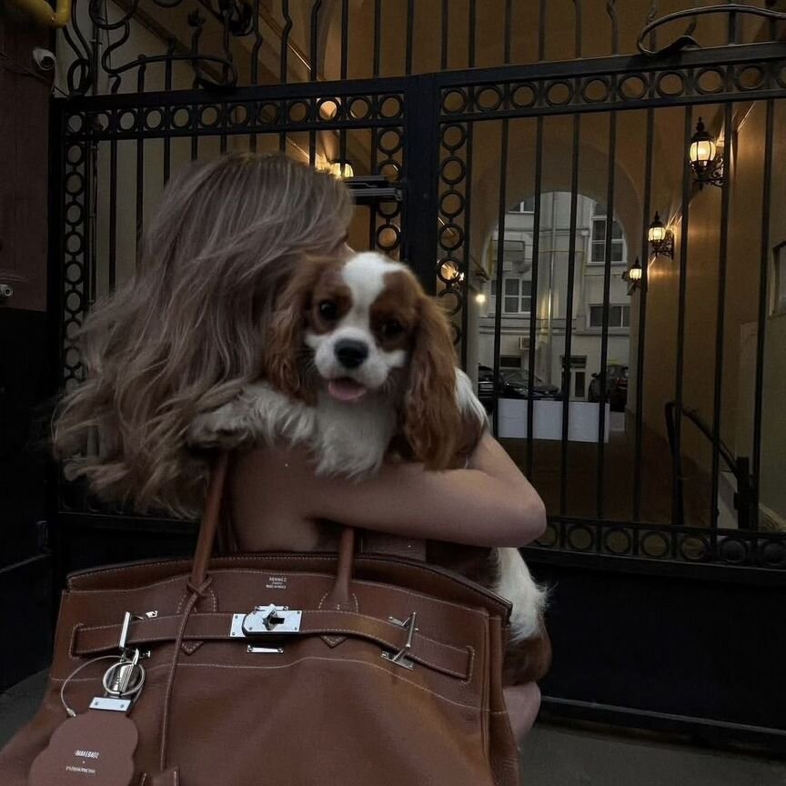 Выгул собак Коломяги