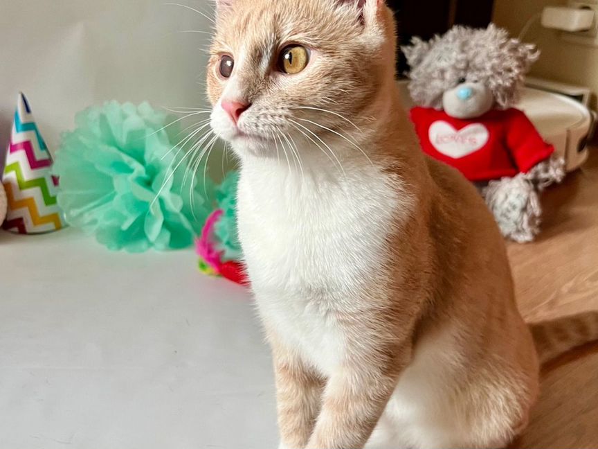 Котенок в добрые руки