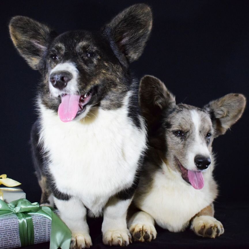 Вельш Корги Пемброк, щенок