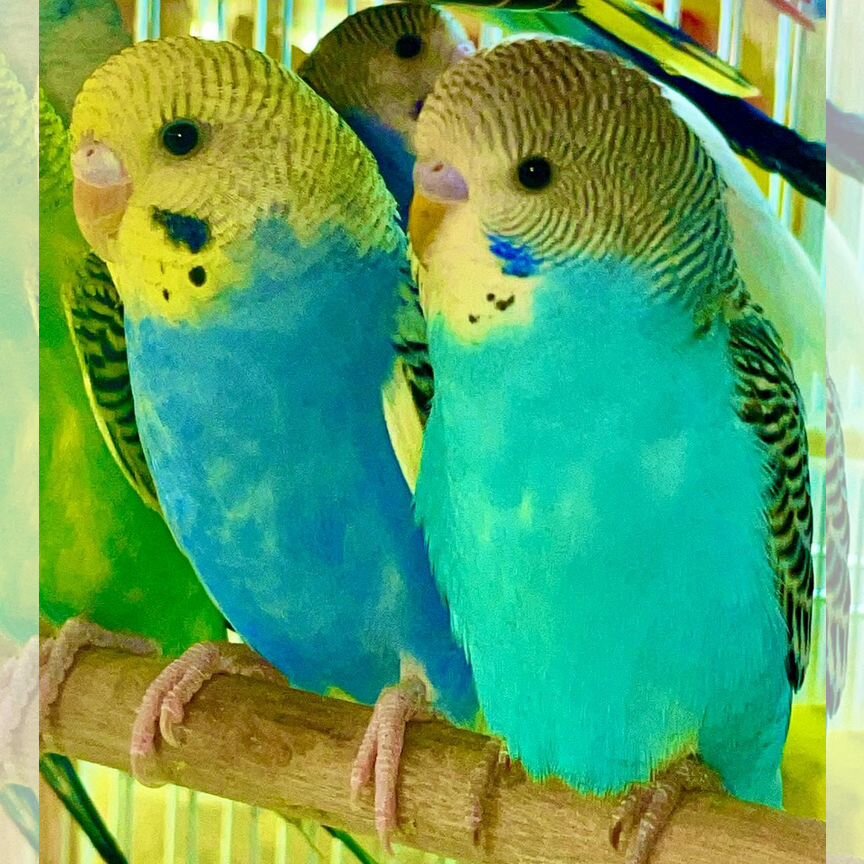 Волнистый попугай