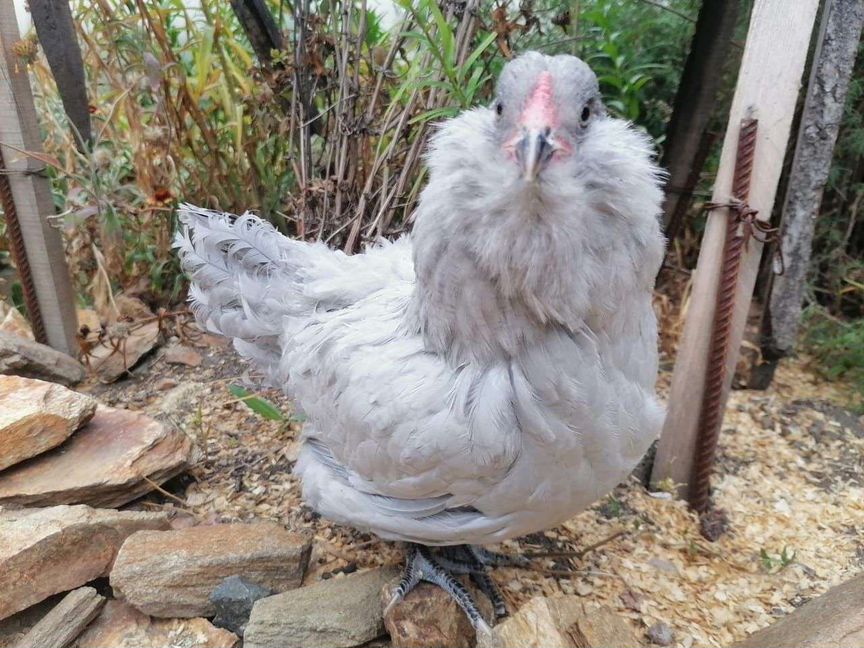 Продаю семью лакеданзи