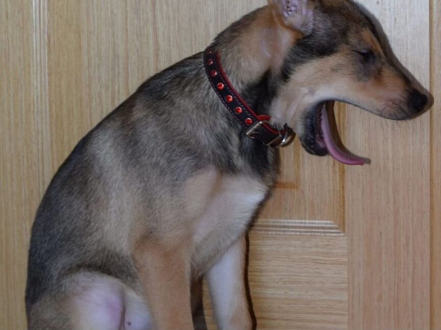 Щенок, девочка, похожа на Той-терьера