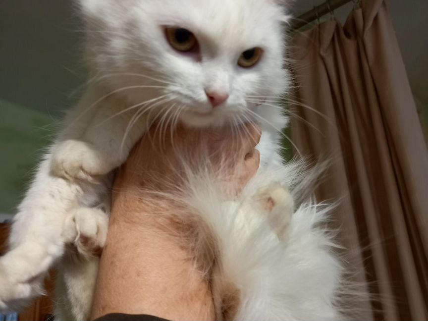 Кошечка