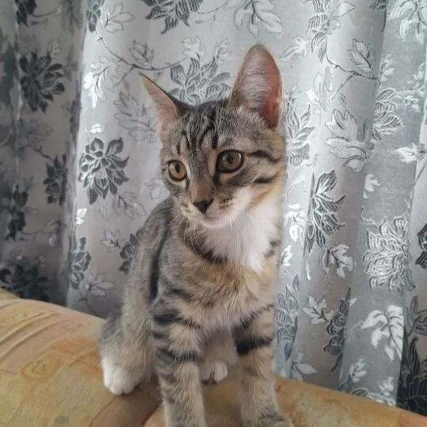 Потерялся котик