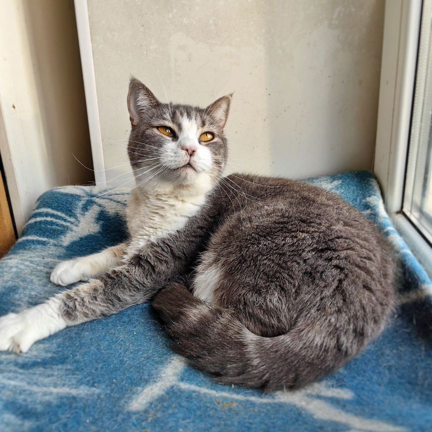 Кошка - невидимка