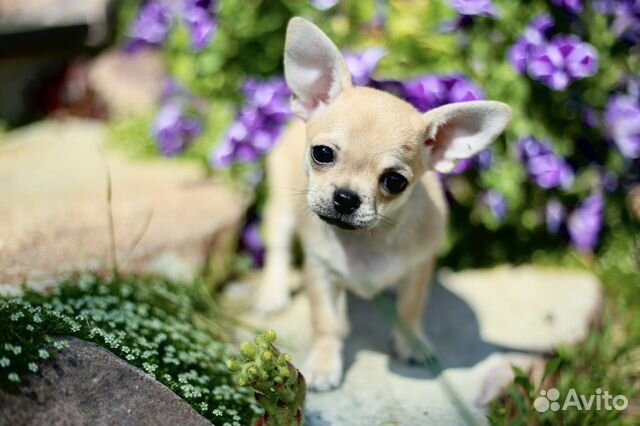 Большой выбор чихуахуа