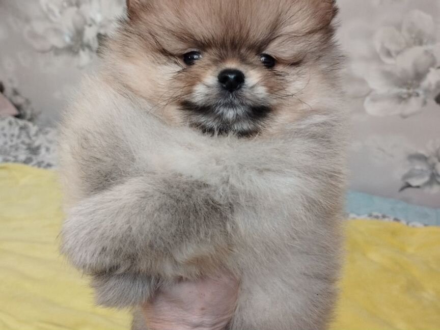 Щенки шпица