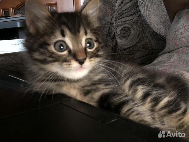 Котята