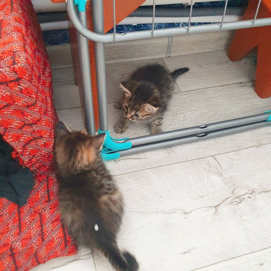 Котята 1 мес в добрые руки