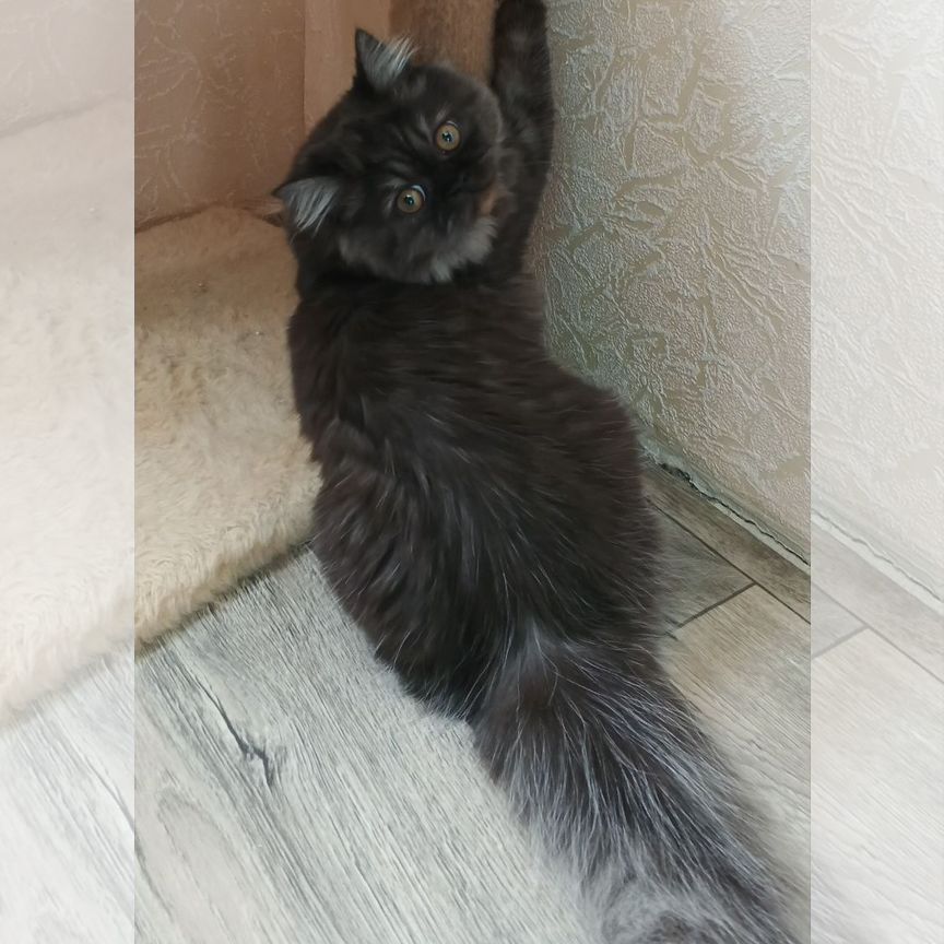 Британский длинношёрстный котёнок