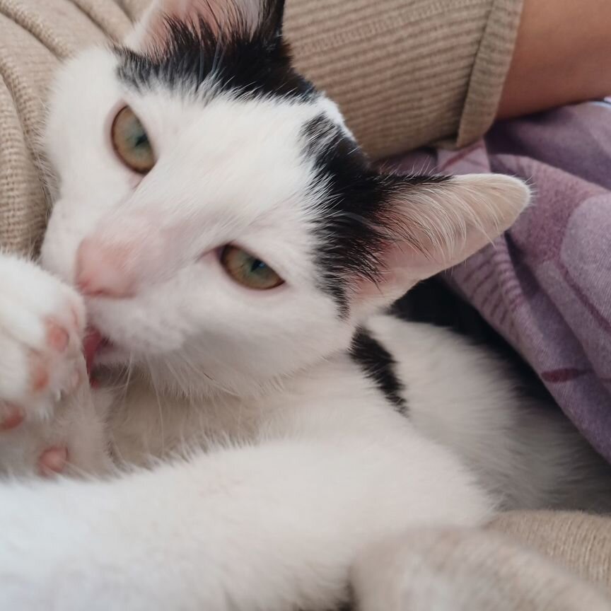 Котособака