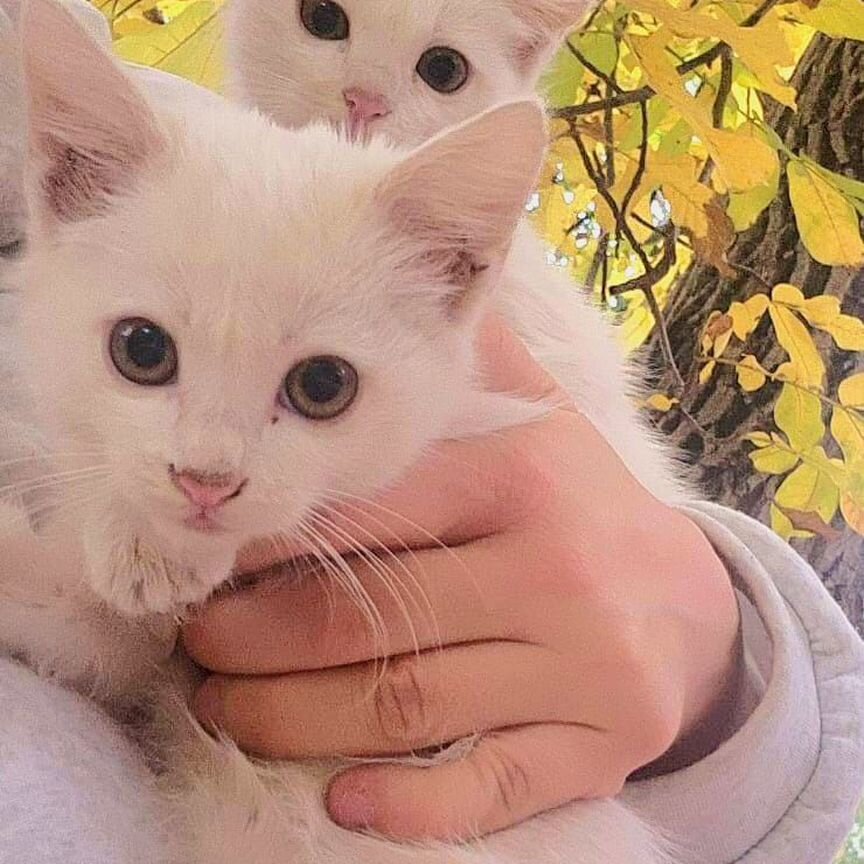 Белые облачки для чистоты