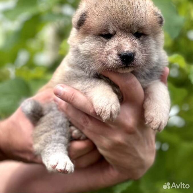 Щенки акита ину от шикарной пары