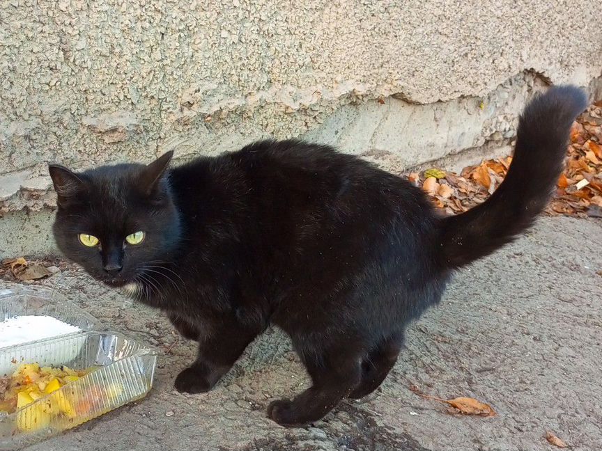 Кошка