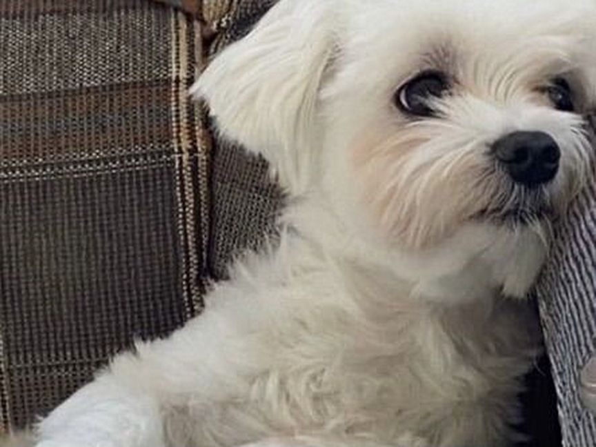 Мальтезе вязка