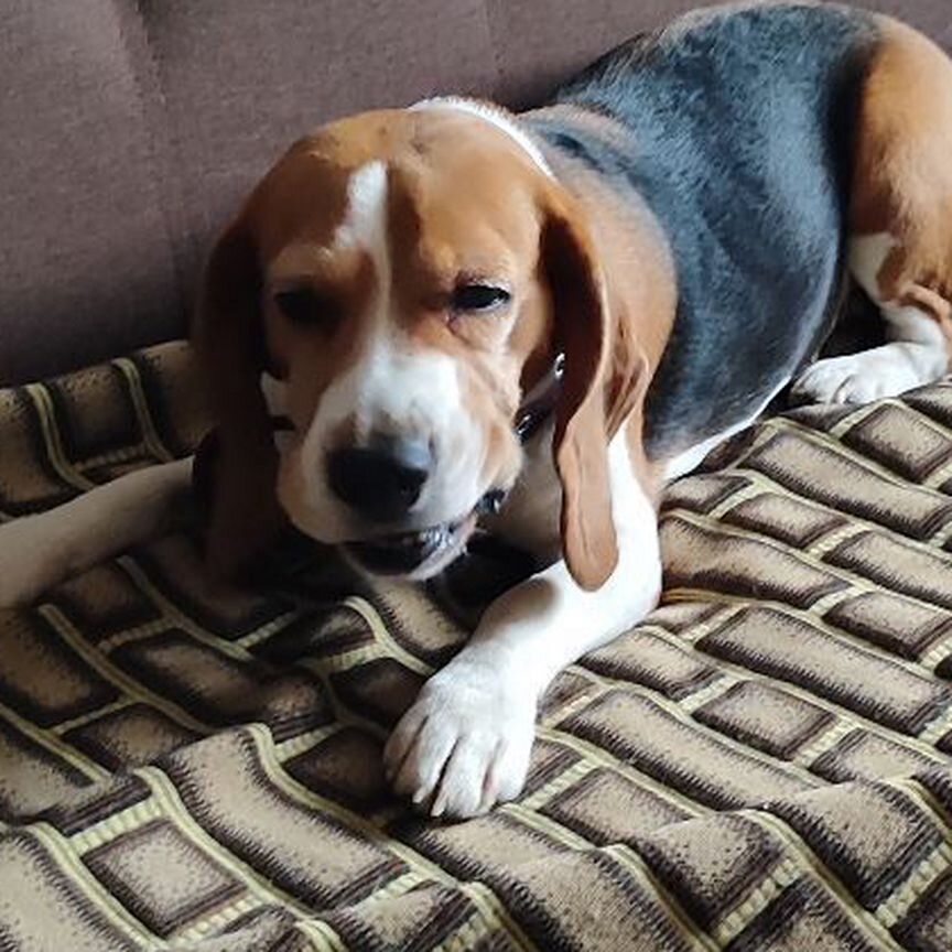 Бигль, взрослая собака