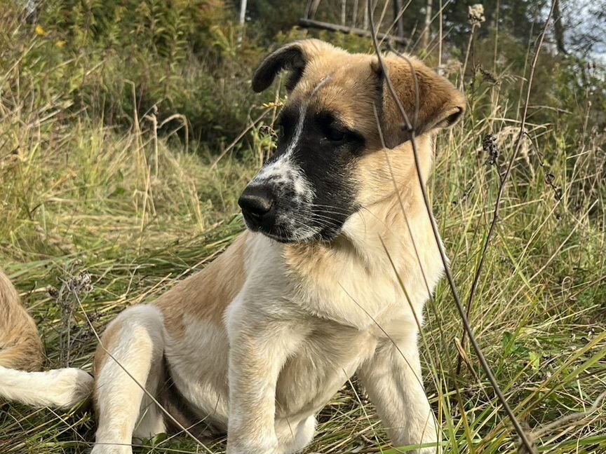 Щенки бесплатно