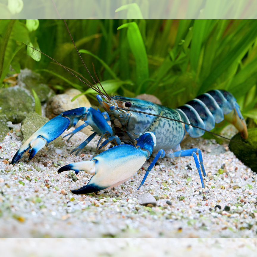 Рак боэсмана синяя луна - Cherax Blue Moon