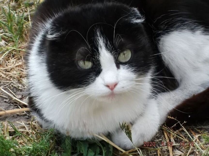 Шотландкая вислоухая Кошка в дар бесплатно