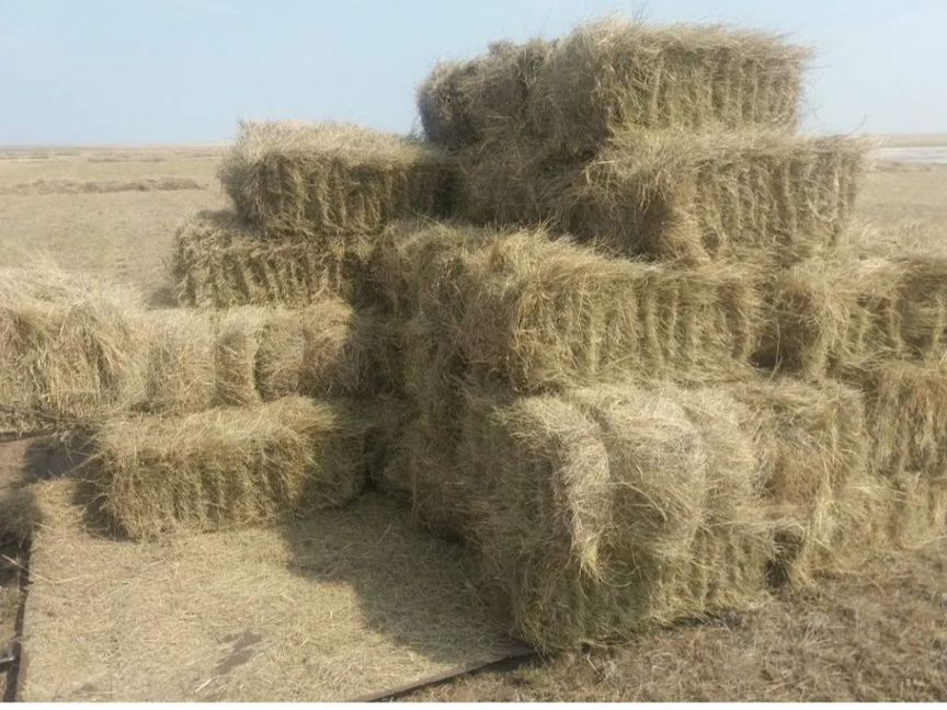 Сено в квадратных тюках