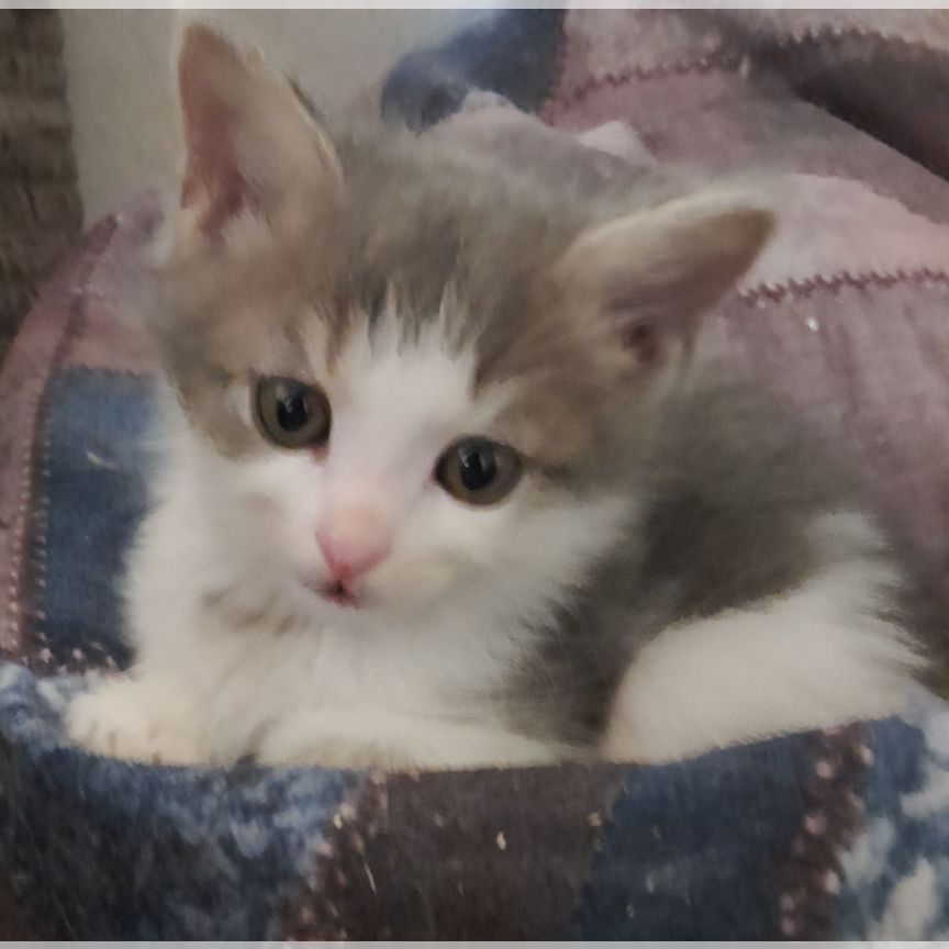 Котенок