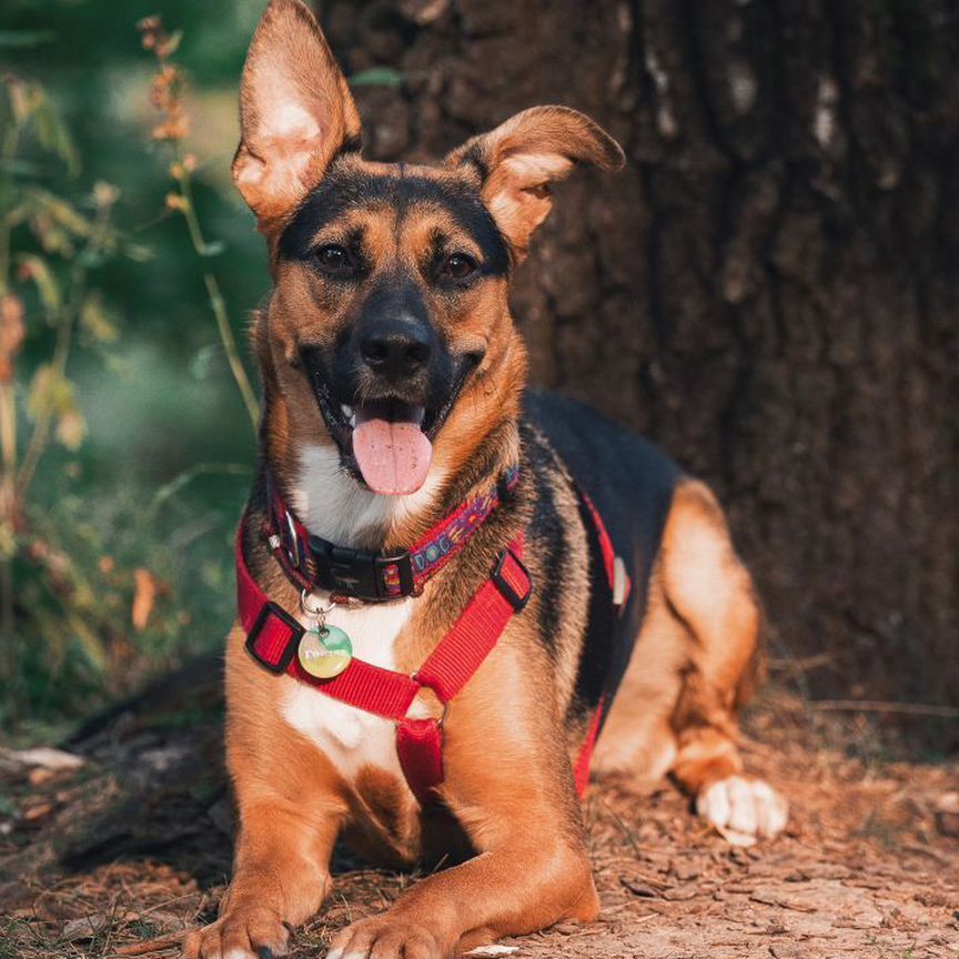 Гретта - мечта, а не собака