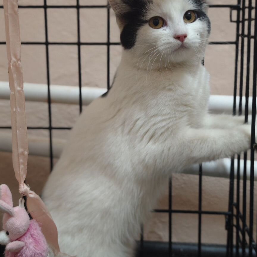 Кодовое имя "Жорик"