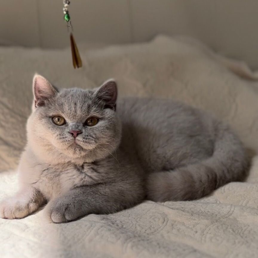 Британский короткошёрстный котёнок