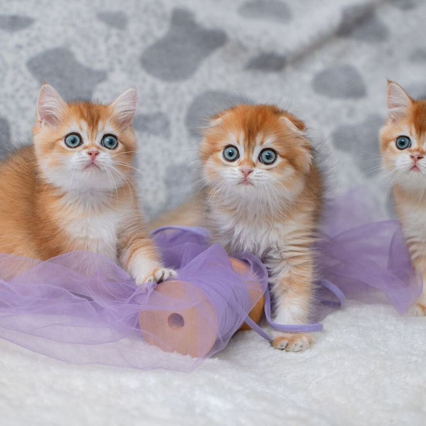 Шотландские котята
