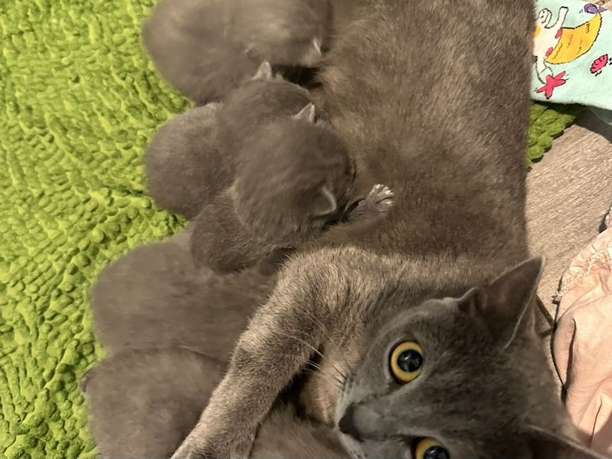 Котята русской голубой