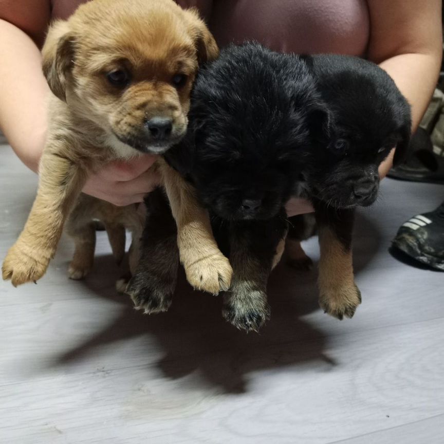 Щенок в добрые руки