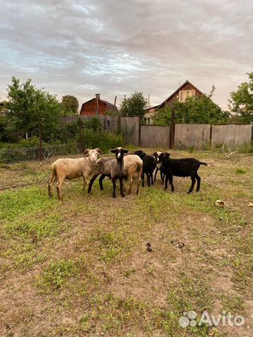 Домашние овцы и бараны на "Курбан-Байрам"