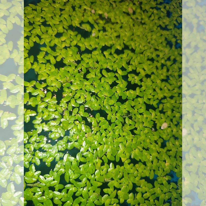 Ряска для аквариума