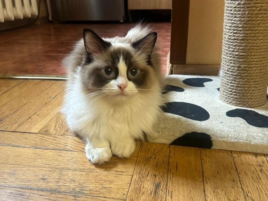 Ragdoll чистопородный