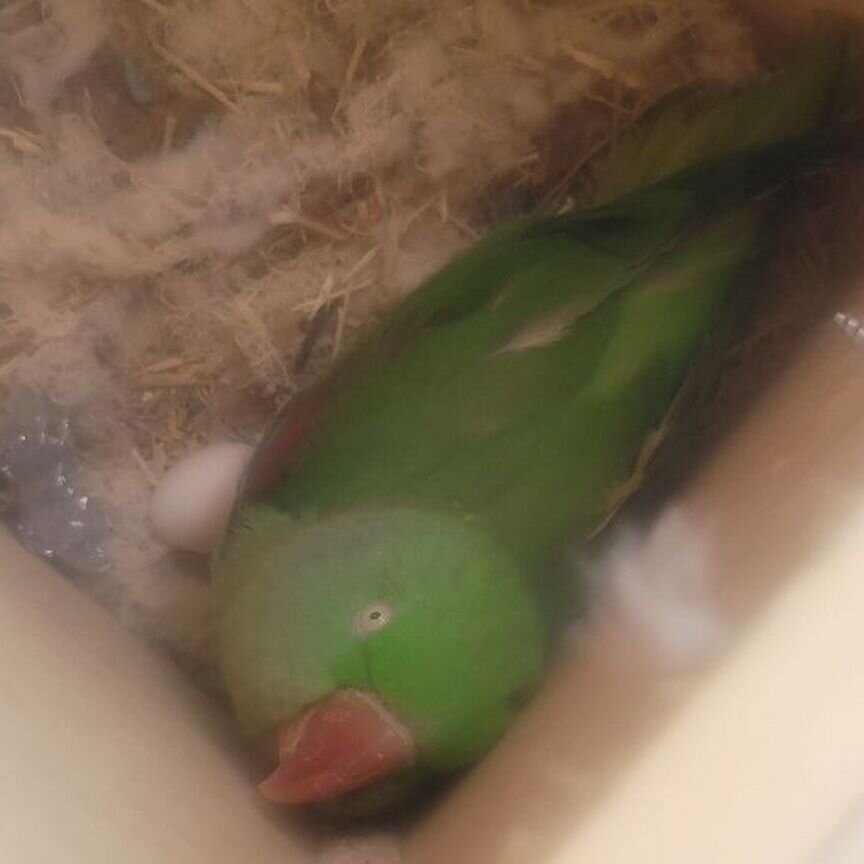 Александрийский попугай