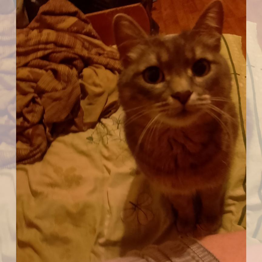 Взрослый кот в добрые руки