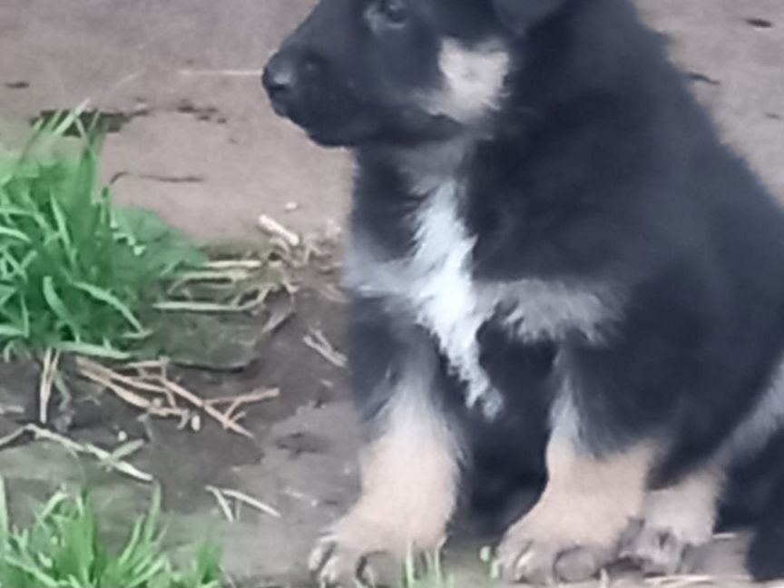 Щенки немецкой овчарки