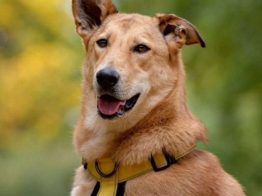 Собака в добрые руки